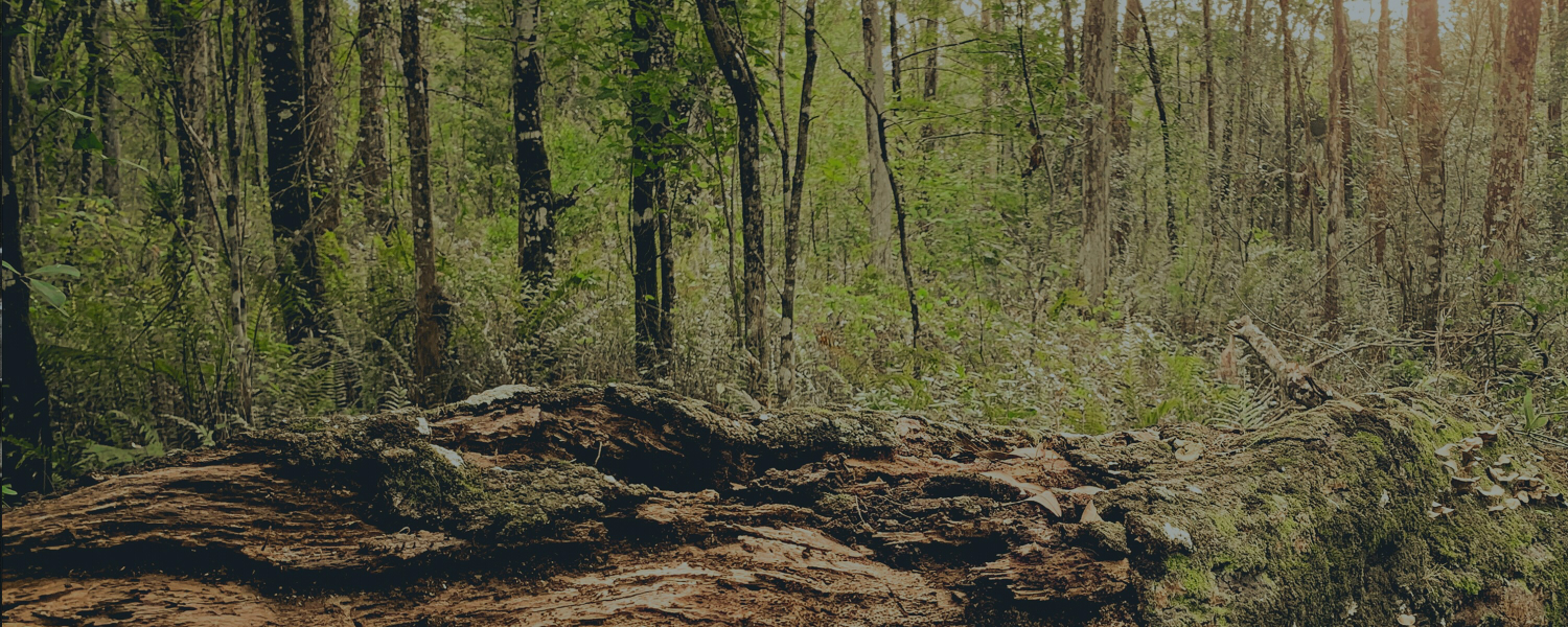 University of Florida GeoPlan Center – Geo-Facilities Planning and ...